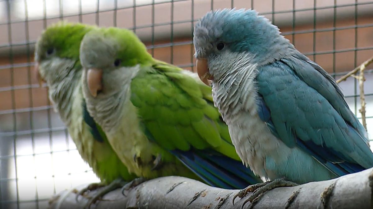 Papoušek pro začínající chovatele: Jak se správně starat o mníška ...