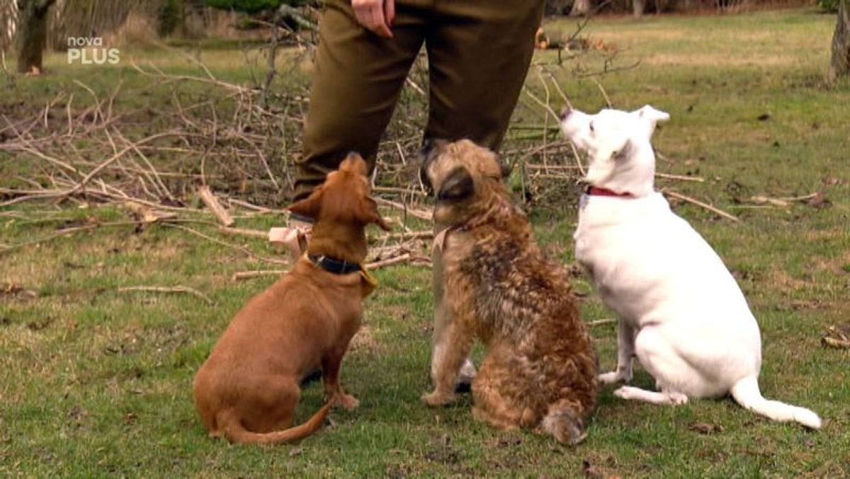 PSÍ SERIÁL: Malá plemena psů | TV Nova