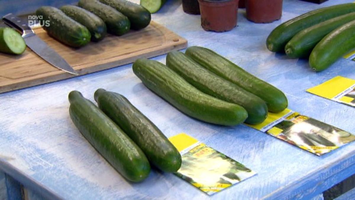 Salátové okurky, hadovky a polní | TV Nova