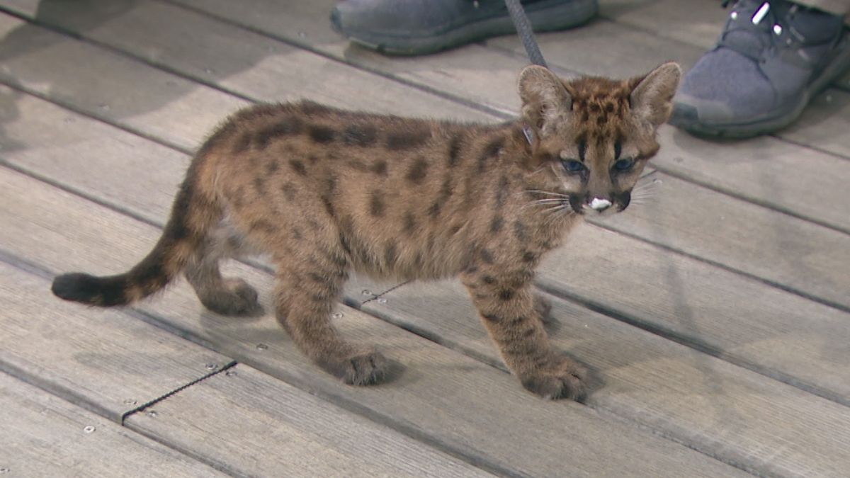 Neposedné mládě pumy americké ve Snídani s Novou. Jak reagovali ...
