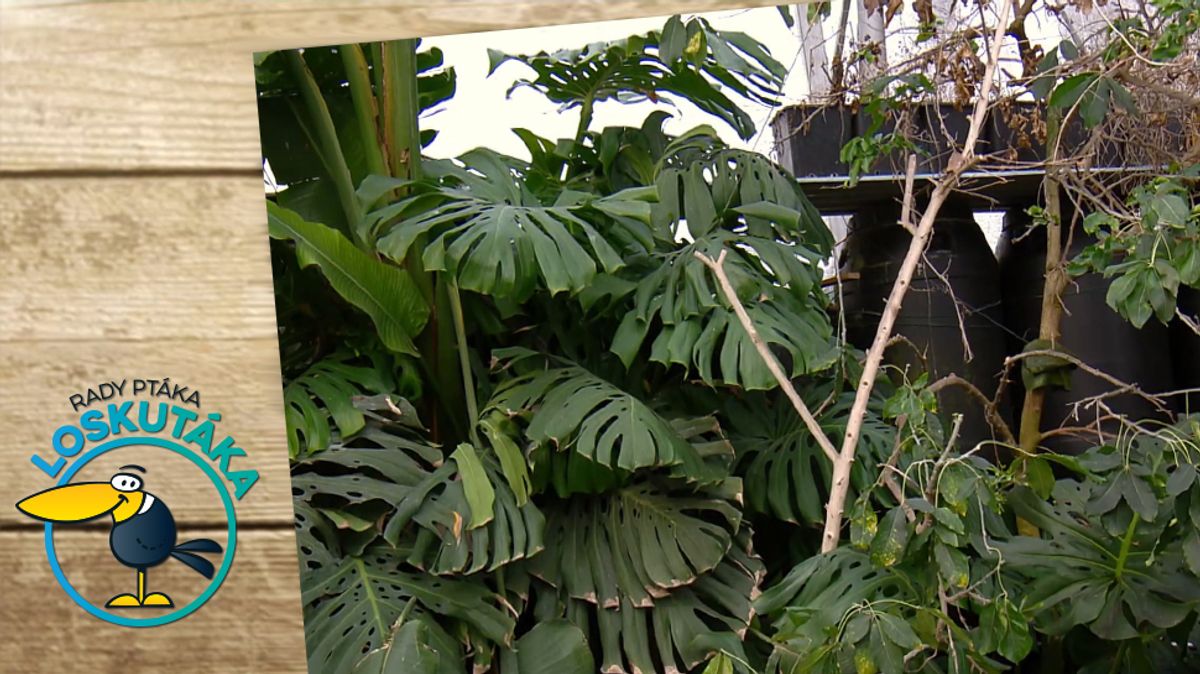 Málokdo ví, že monstera je ovocná rostlina! Jak chutnají její plody ...